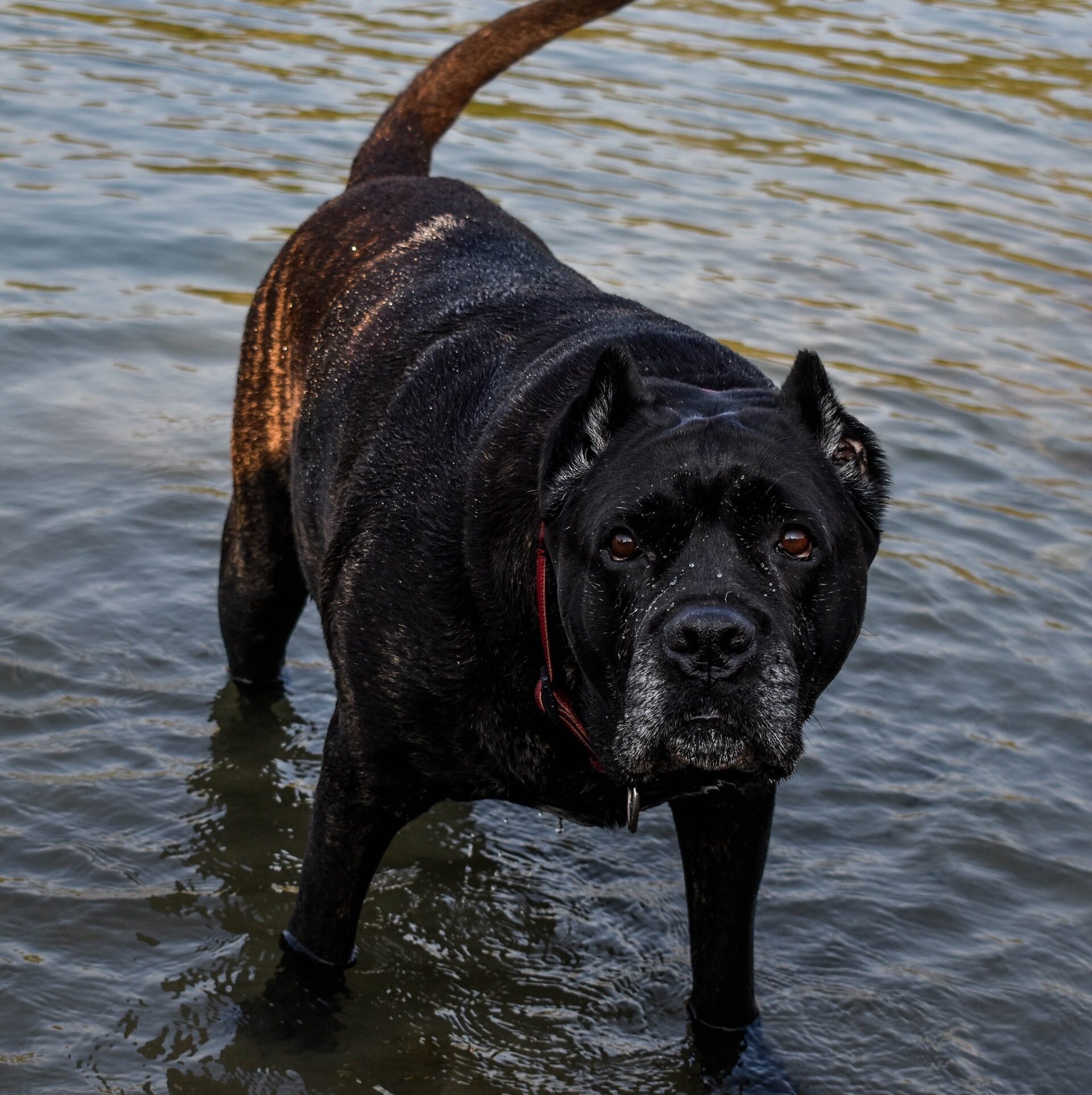 Cane Corso - Caractéristiques et soins des races de chiens - Animal Gazette